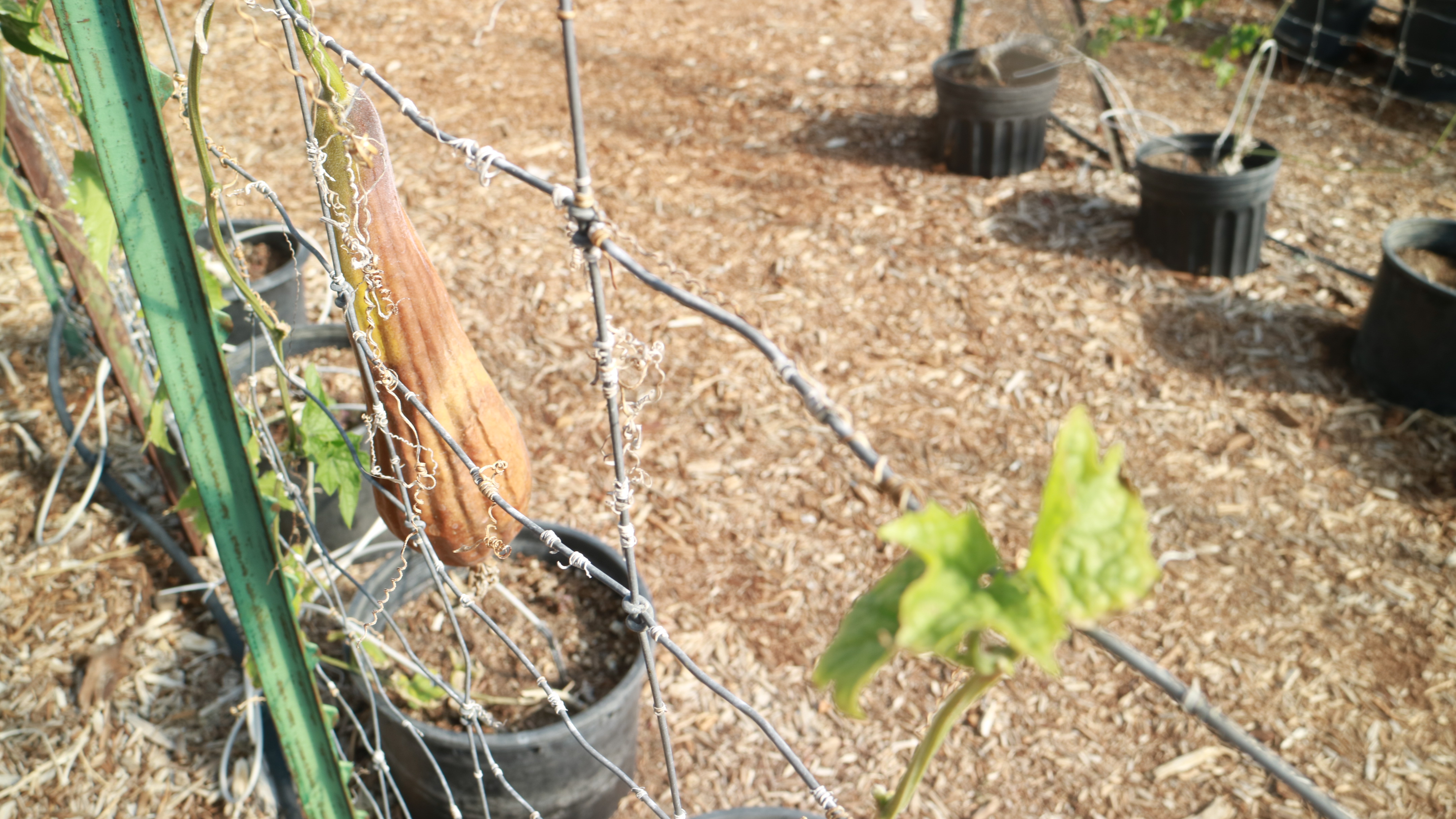 THE LUFFA FARM – THINGS TO EXPLORE IN SOCAL | Goldilonglocks